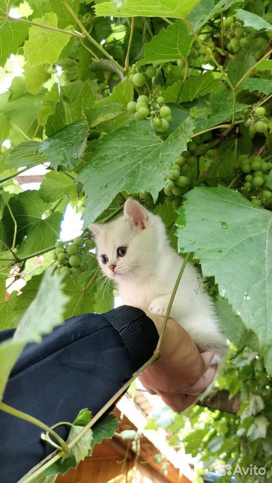 Британский серебристый котенок (девочка) из питомн