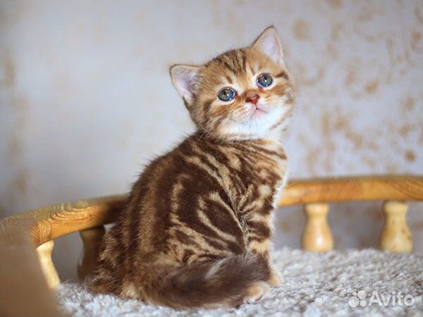 Мишелька - циннамоновая мраморная малышка