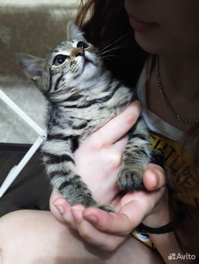 Отдам милых котят