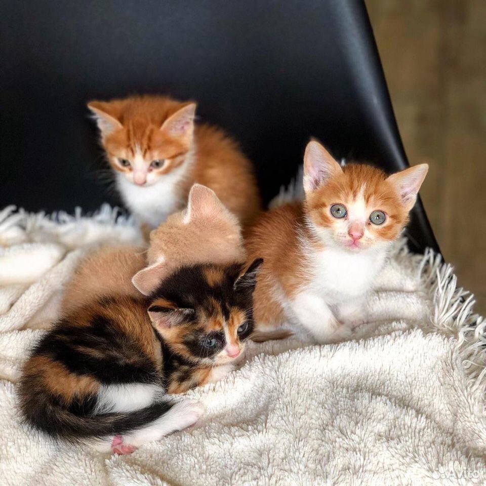 Котята в добрые руки, Зеленоград