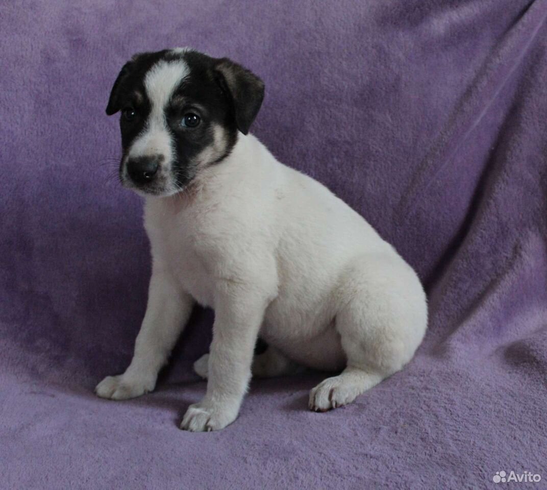 Милка в добрые руки