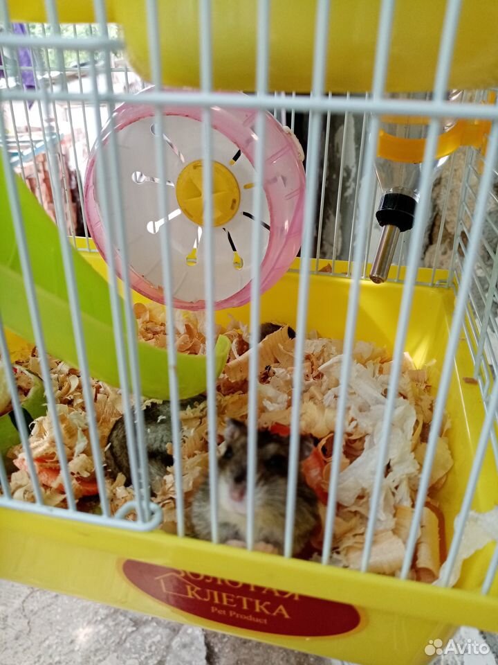 Отдам джунгариков. 1 месяц