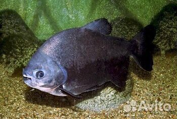 Отдам 2 чёрные пакку