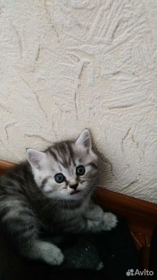 Кошки
