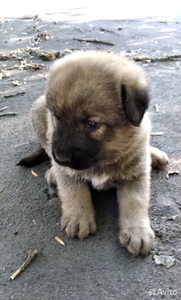 Щенок в добрые руки