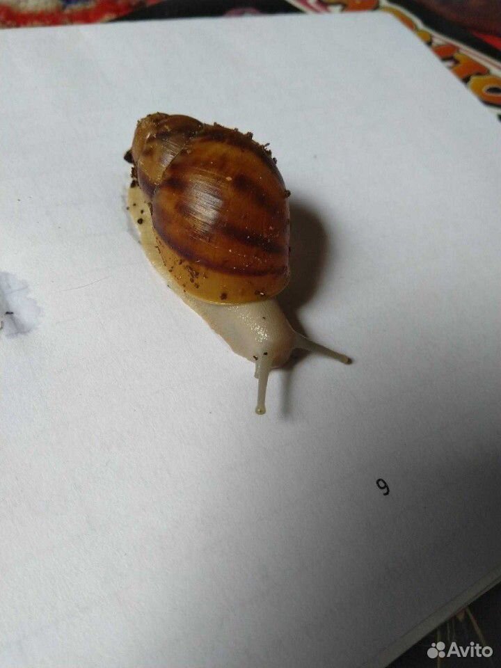 Archachatina marginata suturalis