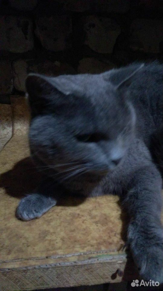 Кошка в добрые руки