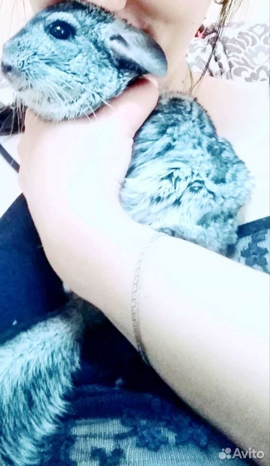 Продаётся шиншилла вместе с витриной