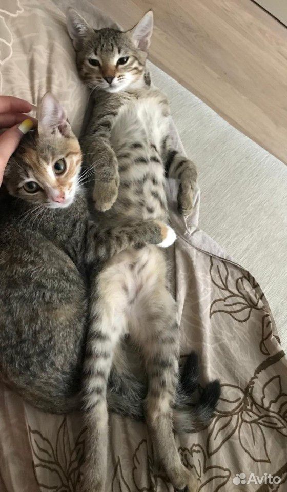 Кот в хорошие руки