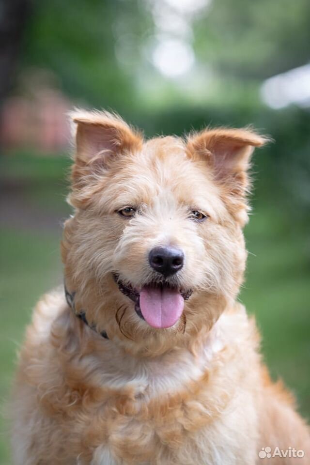 Гера ищет дом