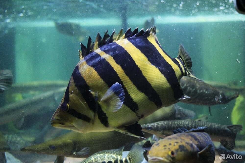 Сиамский окунь