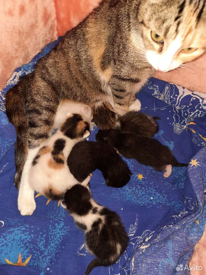 Отдам удивительных котят