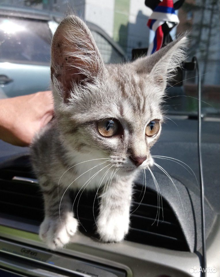 Проша с красивым окрасом