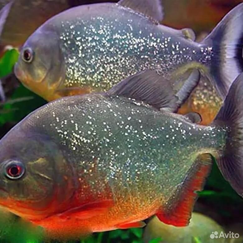 Травоядные пираньи