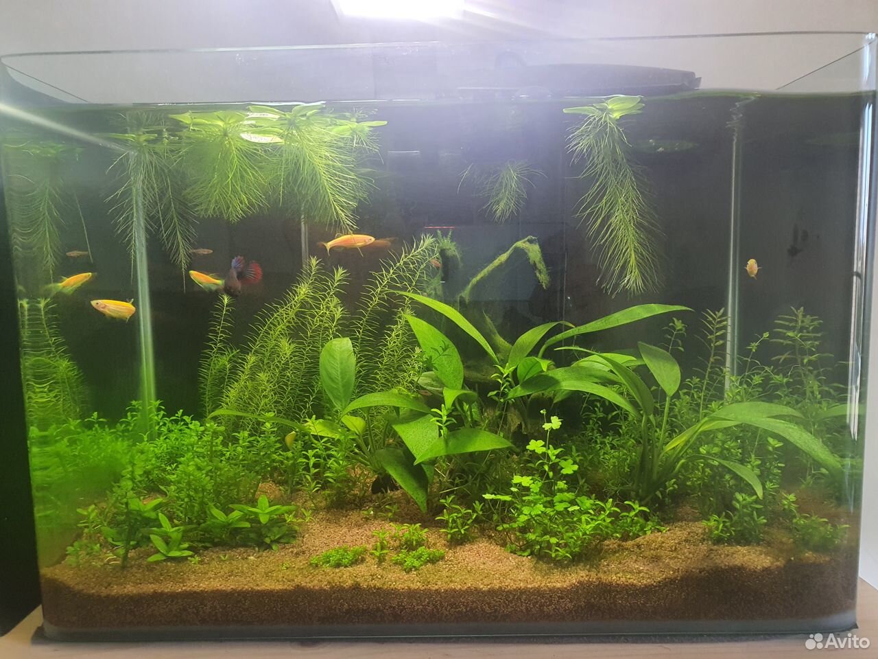 3+1 Данио Гло оранжевые, нерест почти каждый день