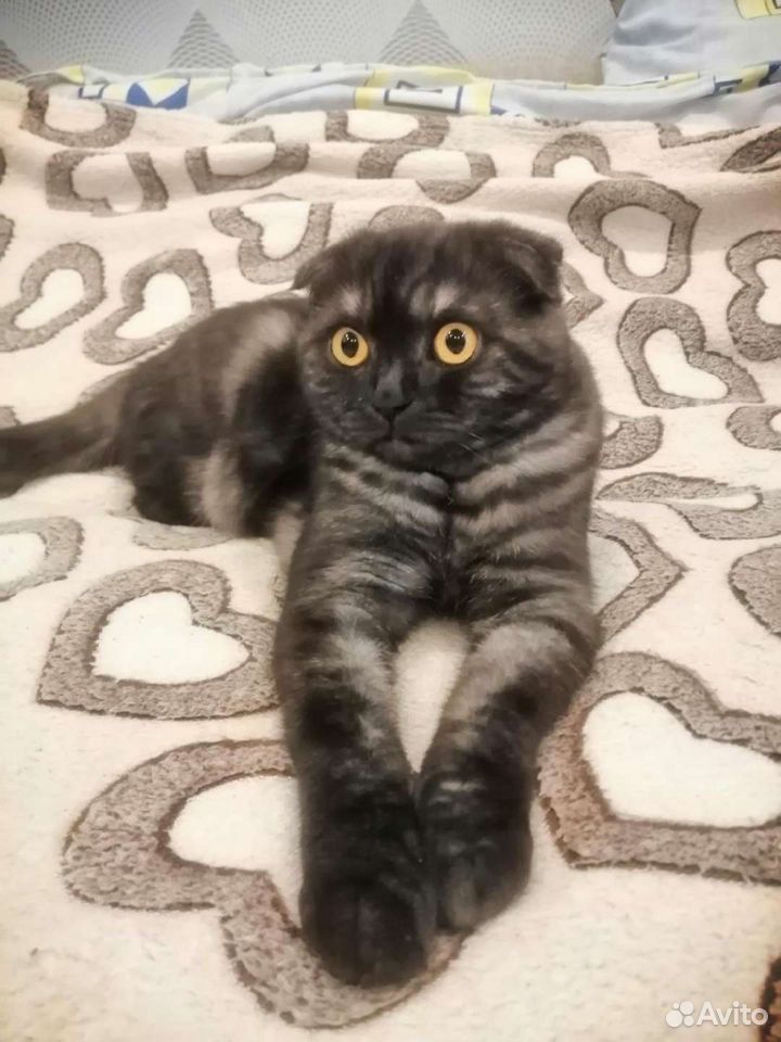 Шотландская