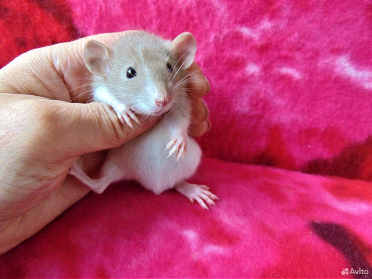 Крысы,крысята - мальчики к 3 августа, клетки