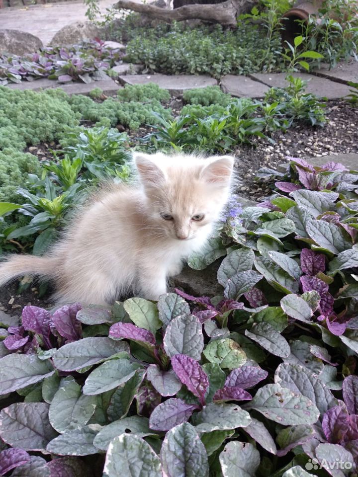 Котик