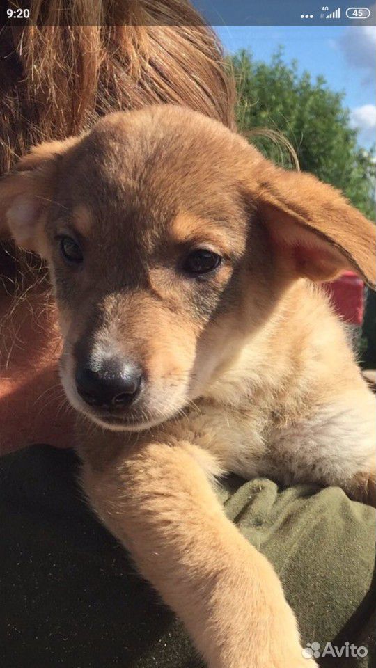 Щенок мальчишка 2 месяца