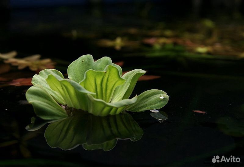 Пистия, прополка