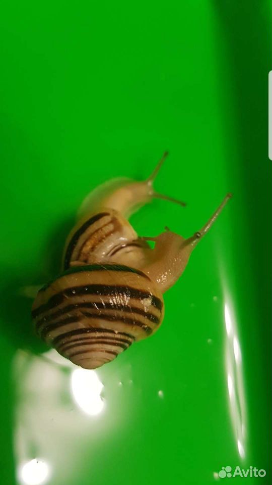 Улитка Австрийская цепея