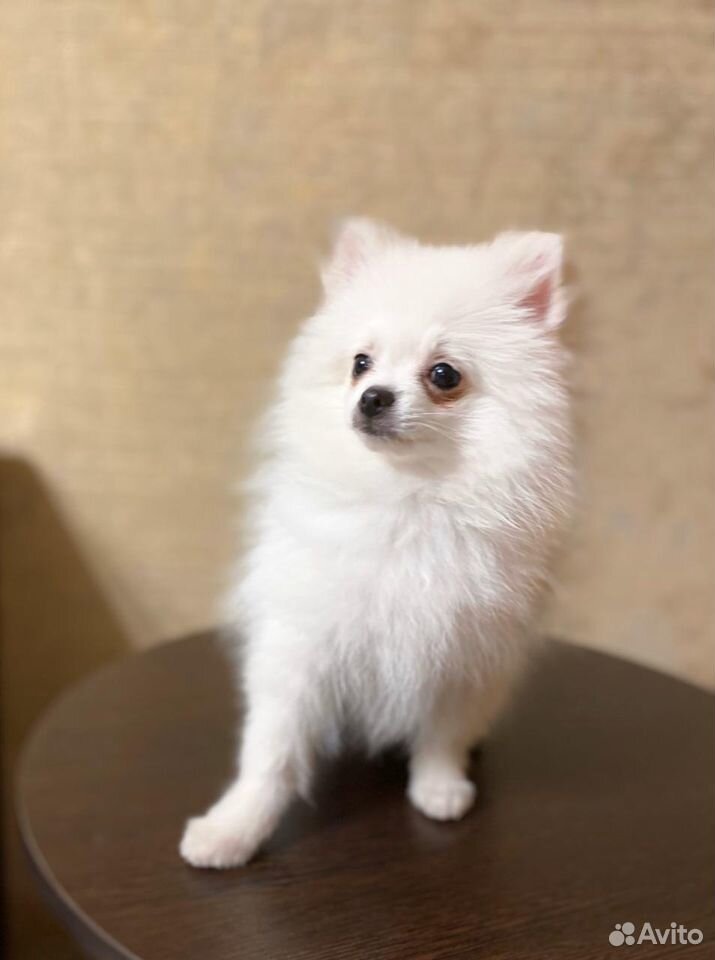 Продаю мини шпиц мальчик 3 месяца