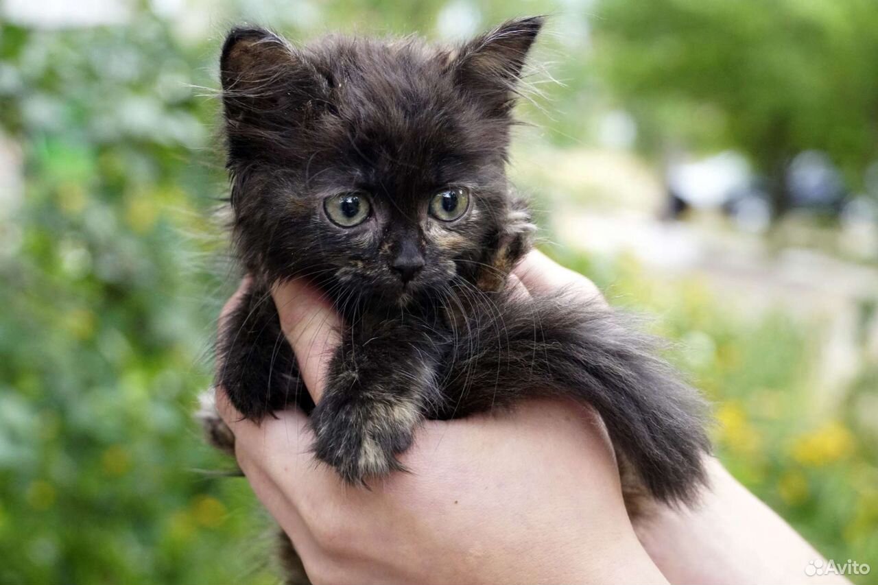 Котёнок-девочка Мармеладка ищет семью