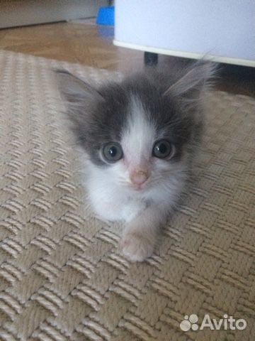 Крошка Элвис ищет свой дом