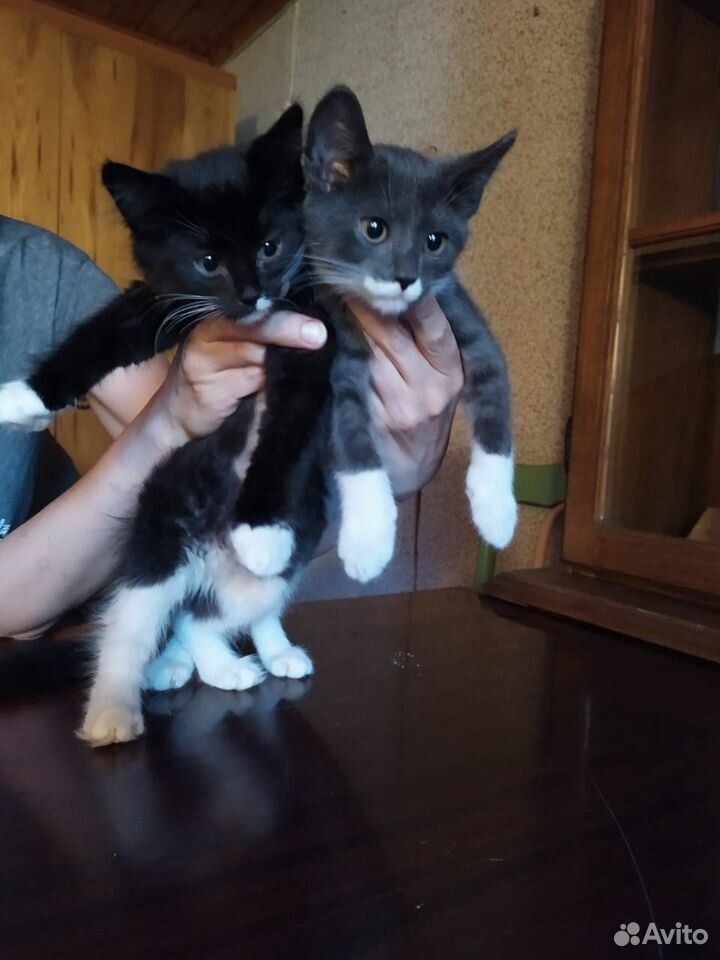 Котята мальчики в дар 2 мес