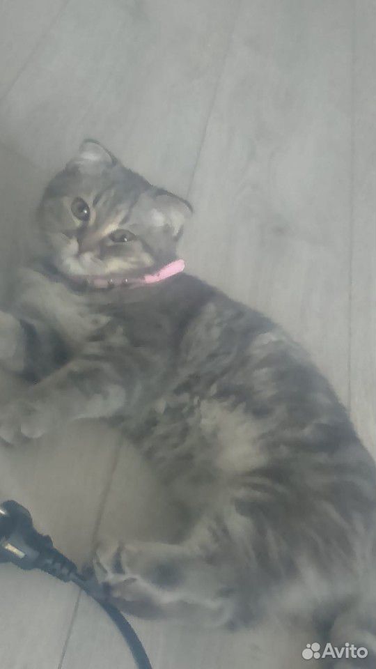 Кошка