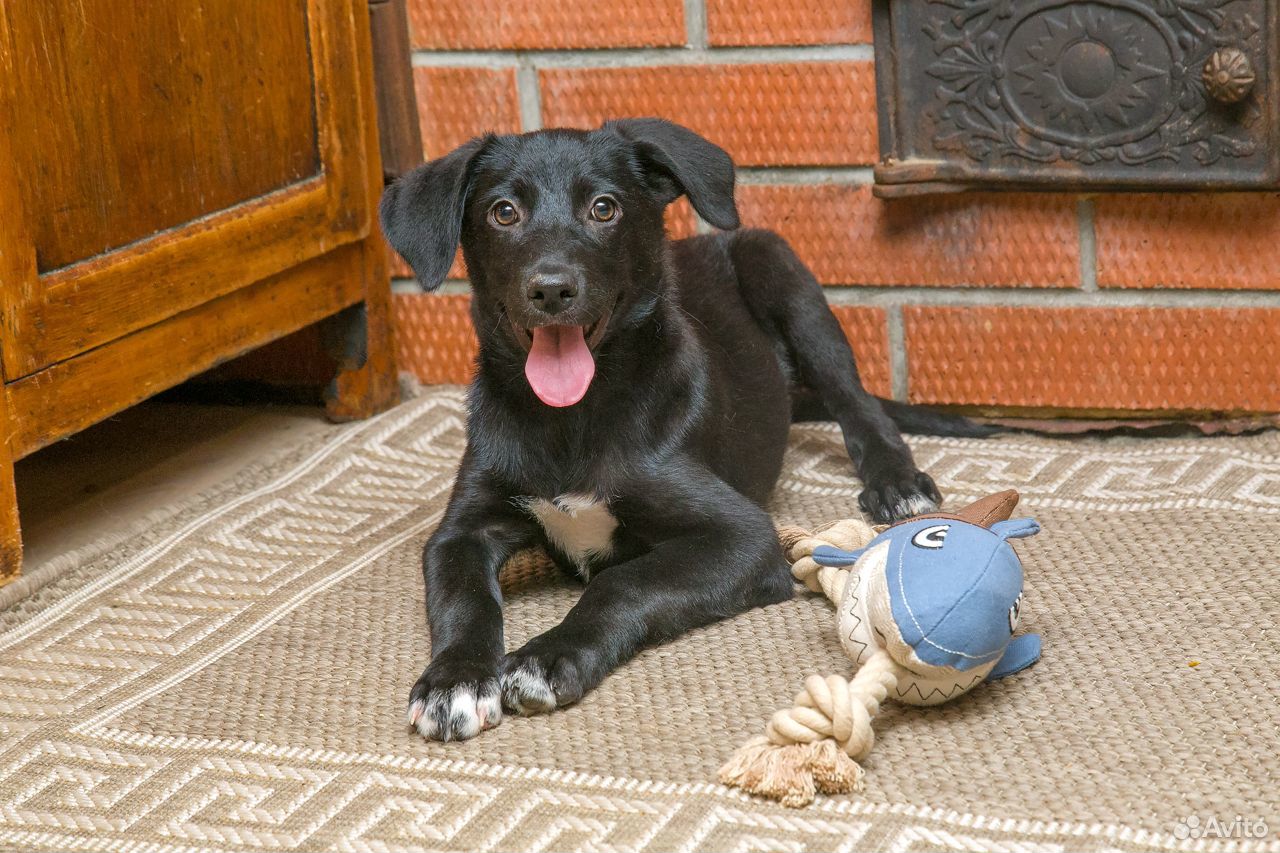 Щенок Венеция 3 мес. Привита,будет по колено