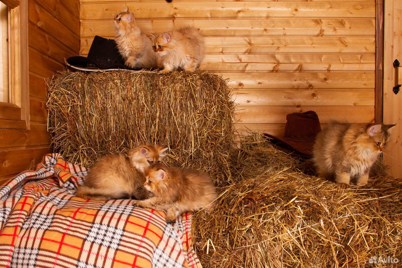 Британцы котики