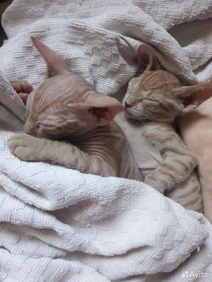 Донской- Канадский сфинкс