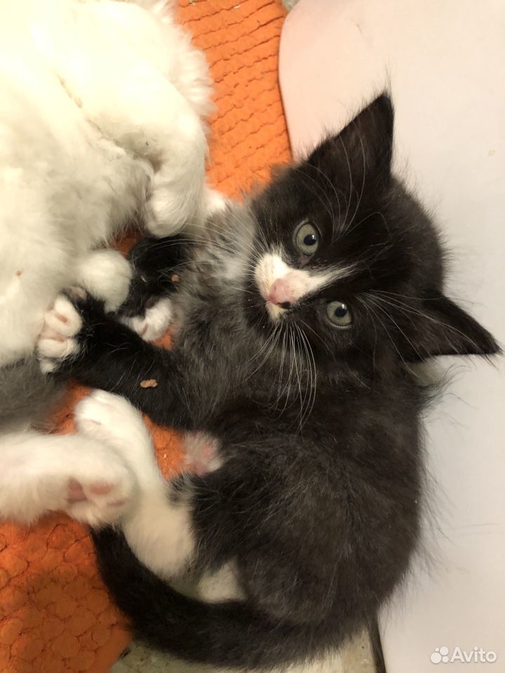 Котёнок чёрный