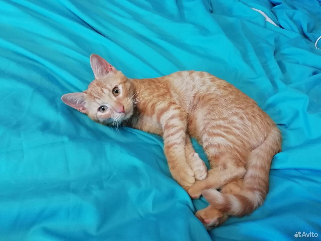 Отдам котёнка Леву, 3 мес