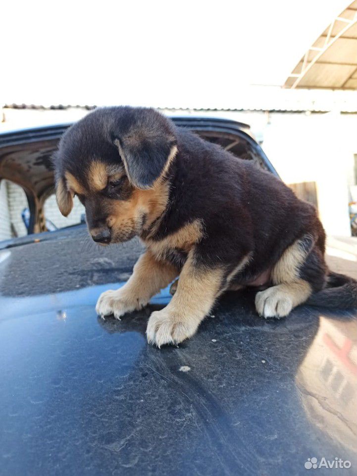 Ищу породистых и добрых хозяев,для самого красивог