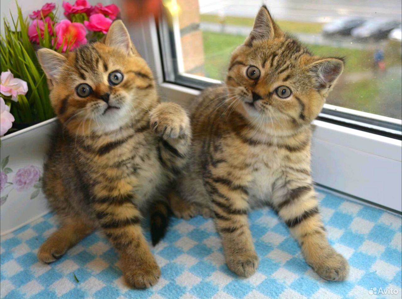 Шикарные Котята Шотландцы, Плюшевые Милашки