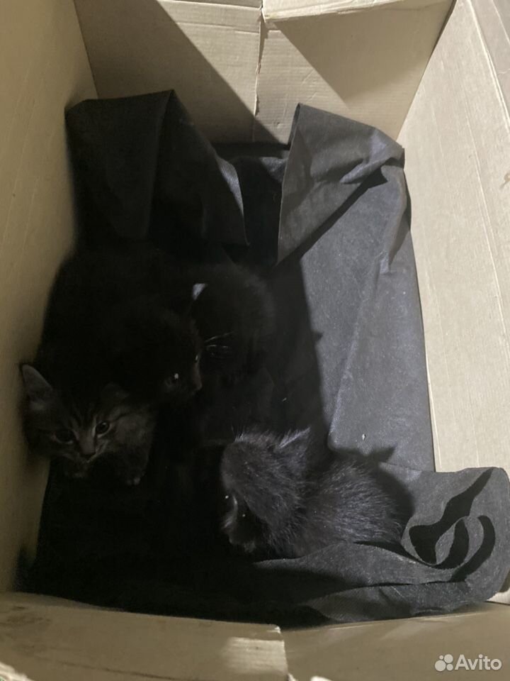 Котята