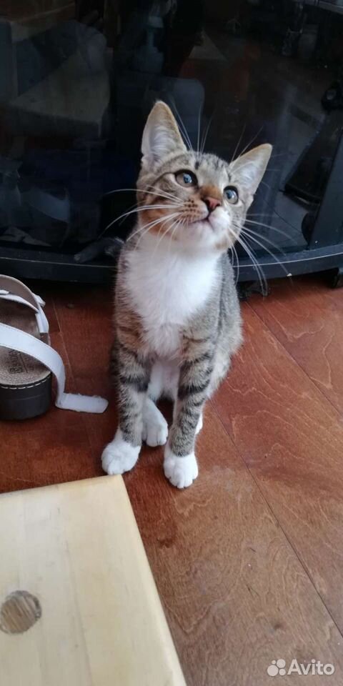 Котёнок 4 месяца