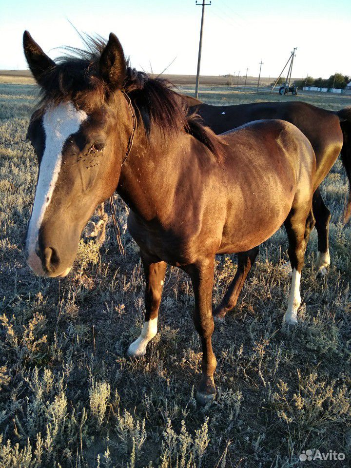 Продам жеребёнка
