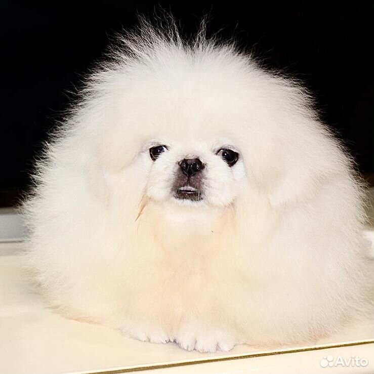 Белый мальчик пекинес