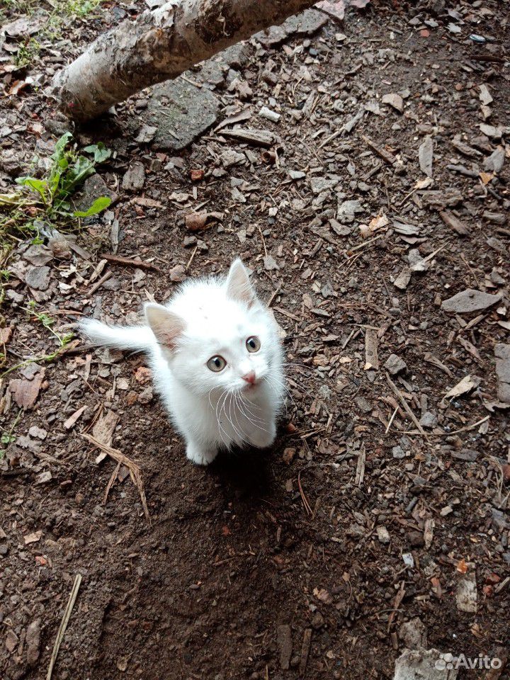 Кот, котенок, по кличке беляш