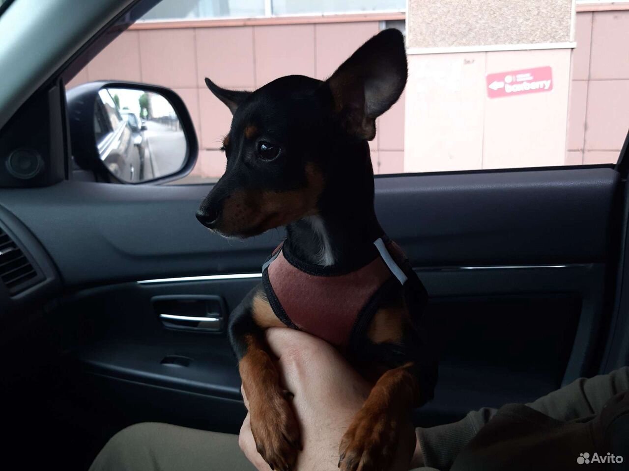 Той Терьер русский