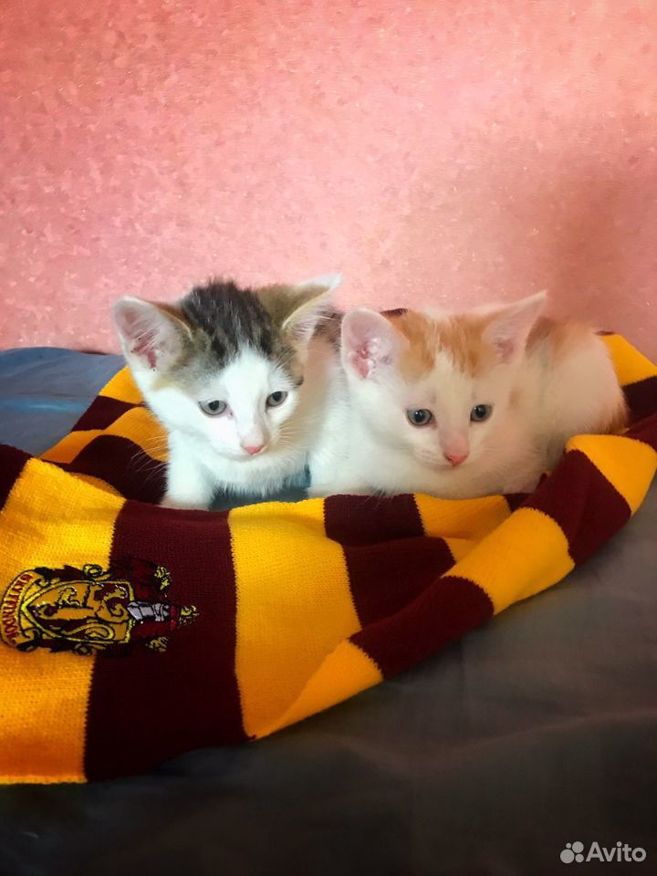 Два волшебных котика