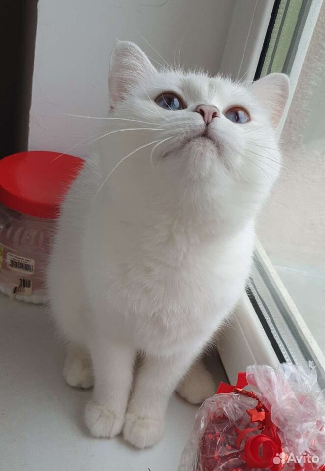 Кошка сама нежность