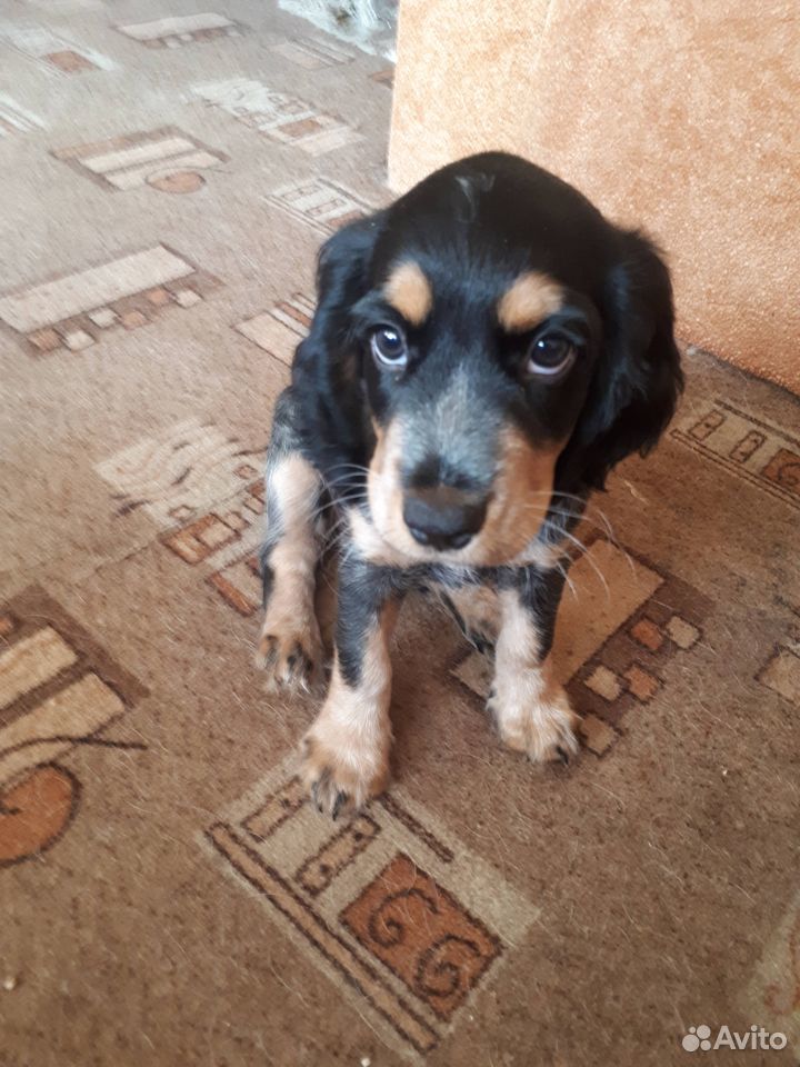 Щенок русского спаниеля