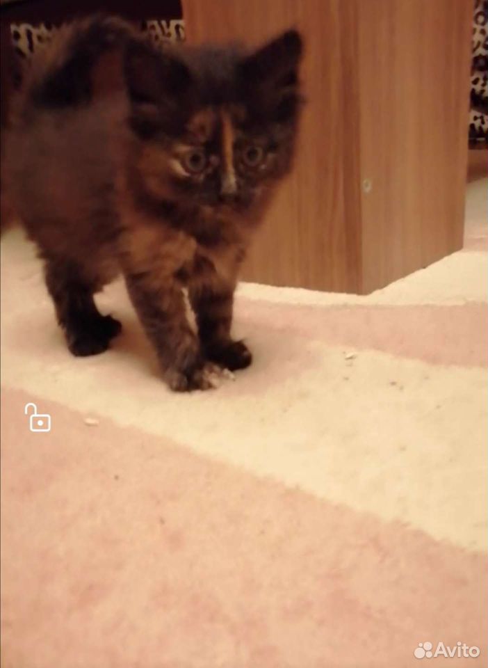 Кошка
