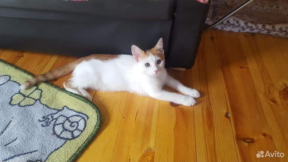 Котёнок Веня в дар