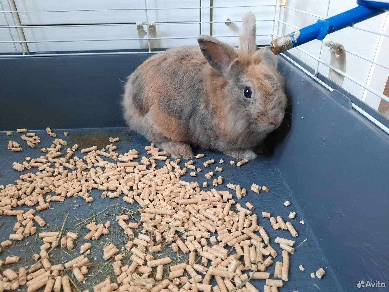 Кролик с клеткой