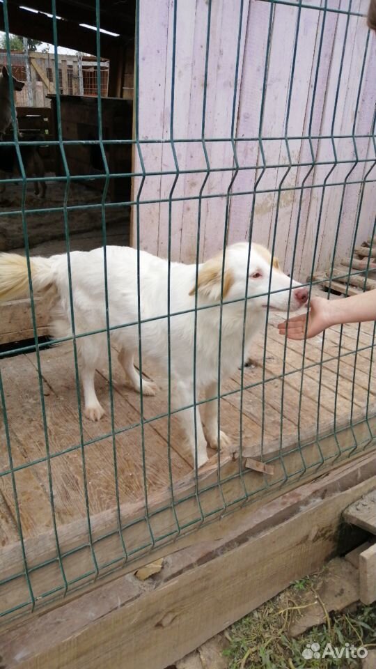 Красивейшая собака (фото не передает)